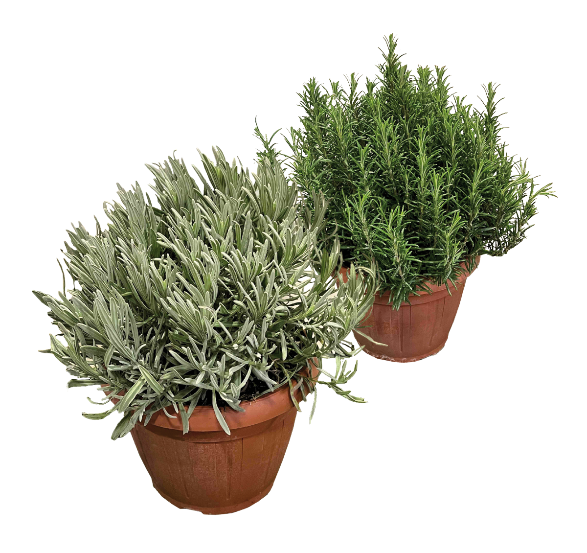 Kr uter Im Topf GARTENmarkt
